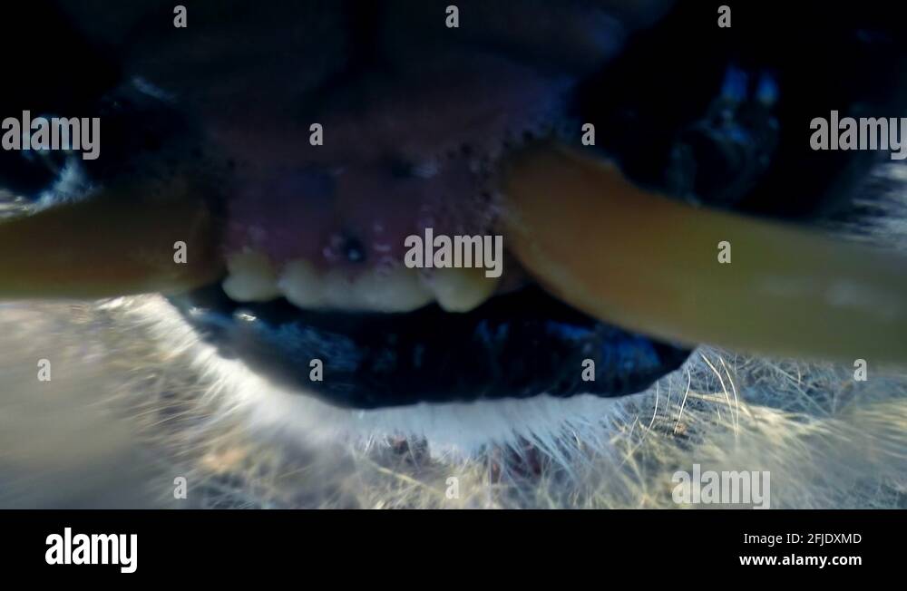 Carnassial teeth cat Stock Videos & Footage - HD and 4K Video Clips - Alamy