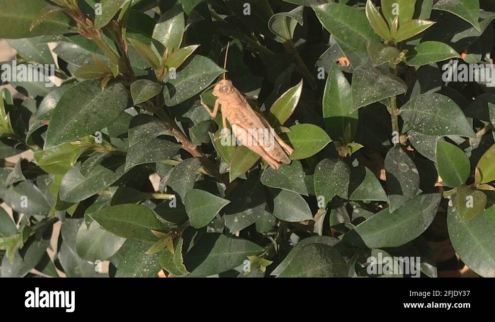 The camera is approaching a locust sitting on a syzygium tree Stock ...