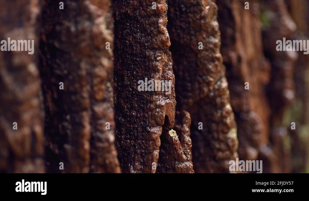 Wet tree bark Stock Videos & Footage - HD and 4K Video Clips - Alamy