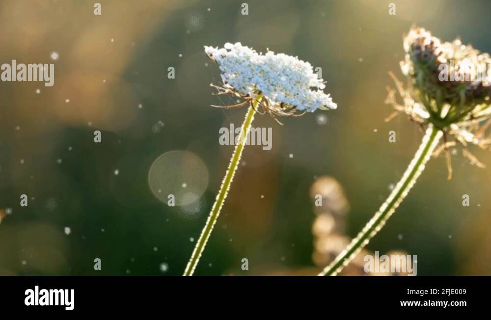 Pollen dust particles white flowers grassy meadow field zoom effect ...