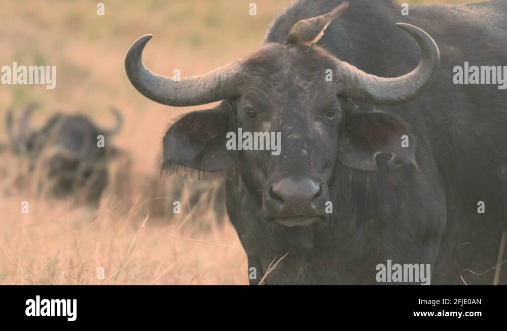 Buffalo nose Stock Videos & Footage - HD and 4K Video Clips - Alamy