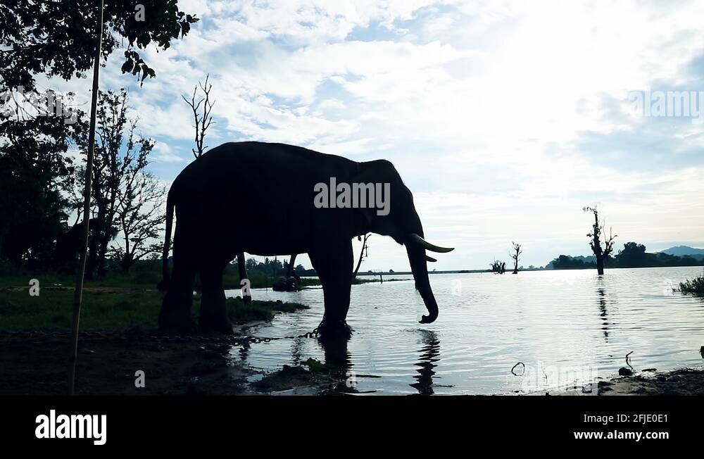 Elephant slow motion Stock Videos & Footage - HD and 4K Video Clips - Alamy