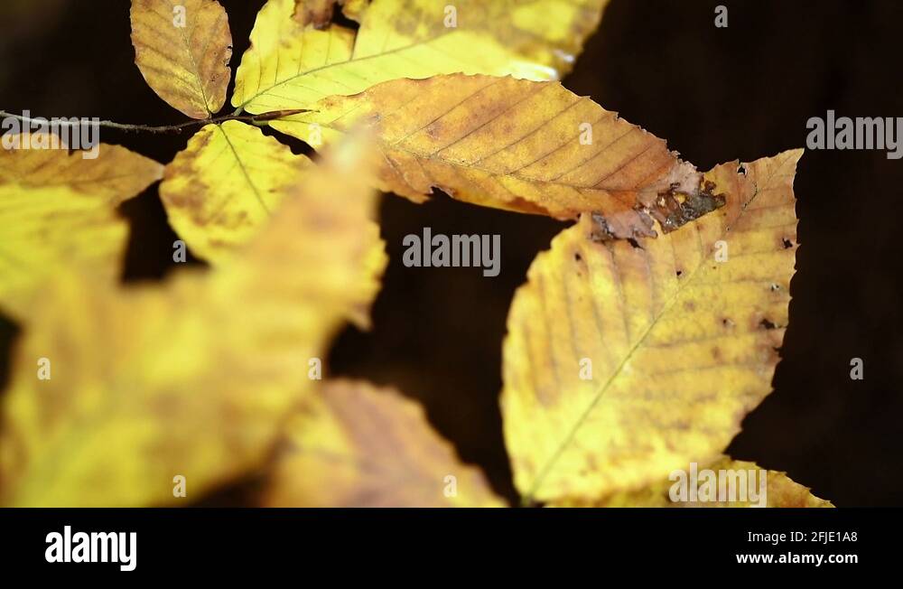 Ash tree leaves Stock Videos & Footage - HD and 4K Video Clips - Alamy
