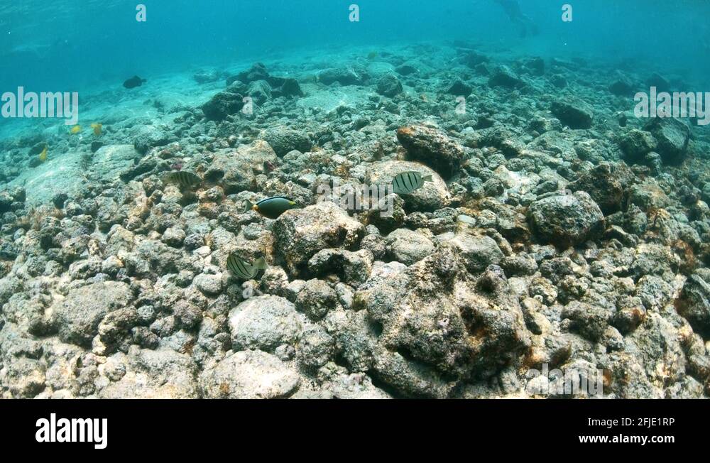 Coral reef convict tang fish Stock Videos & Footage - HD and 4K Video ...