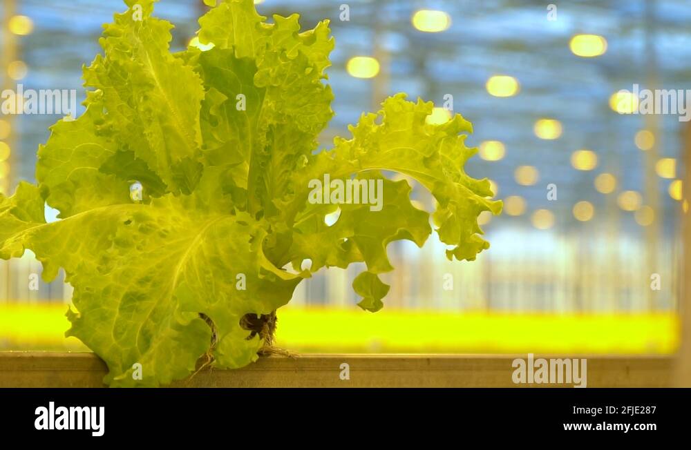 Lettuce plant pot Stock Videos & Footage - HD and 4K Video Clips - Alamy