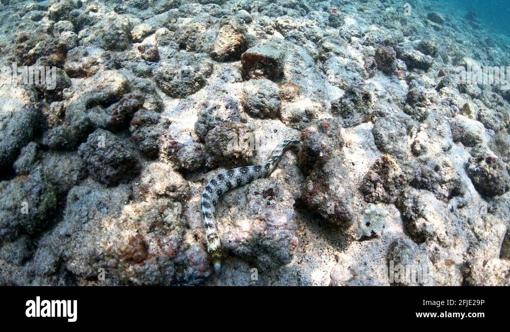 Close rotating view of White Moray Eel as it searches for food under ...