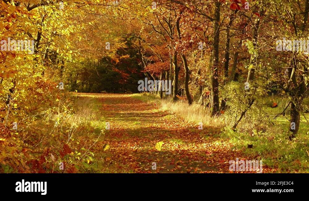 Dappled sunlight effect Stock Videos & Footage - HD and 4K Video Clips ...