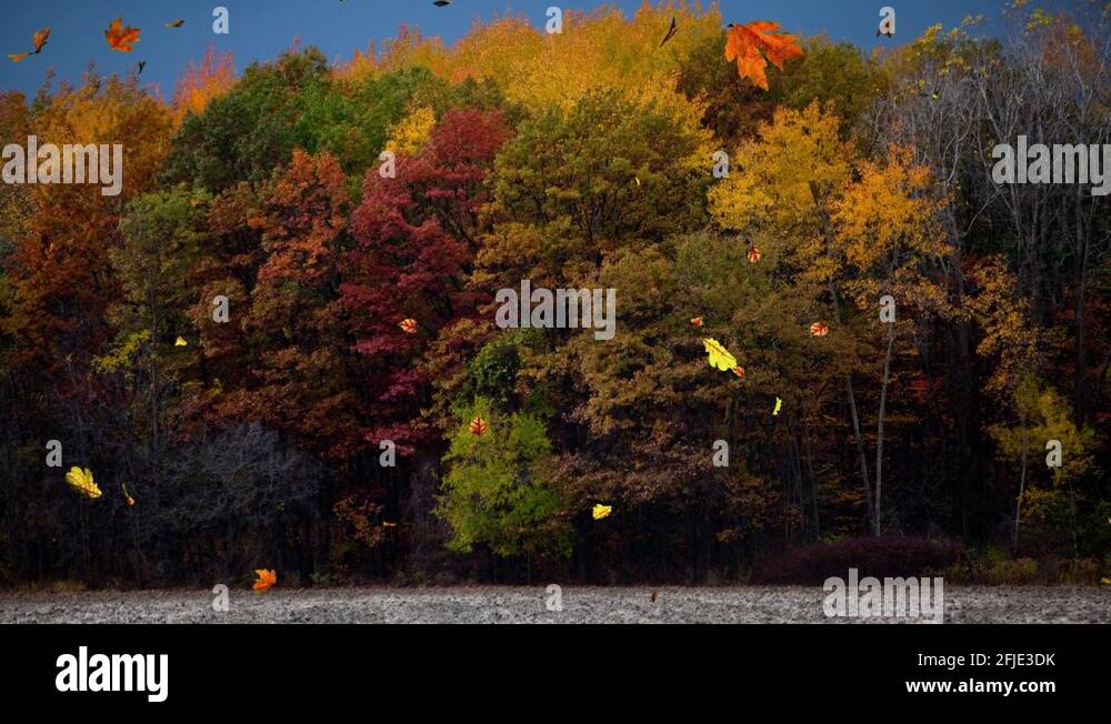 Forest edge effect Stock Videos & Footage - HD and 4K Video Clips - Alamy