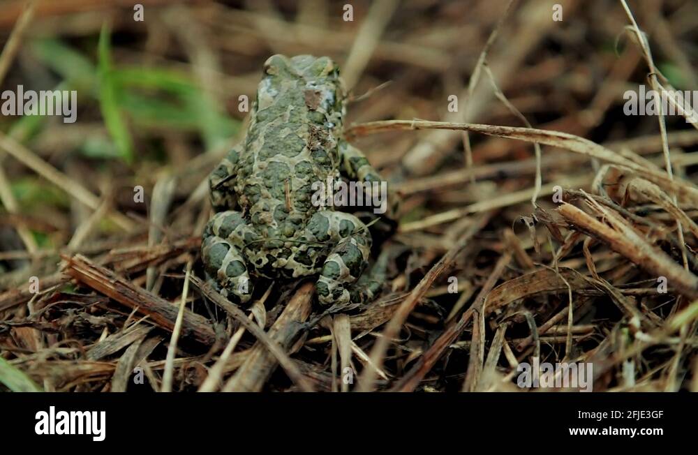 Green color frog Stock Videos & Footage - HD and 4K Video Clips - Alamy