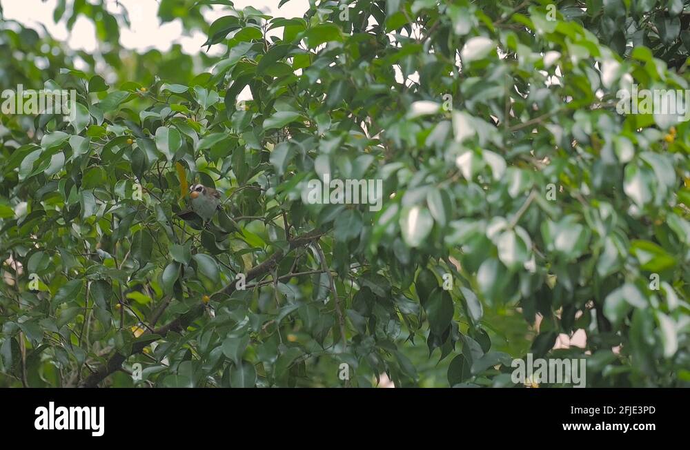 Flies from tree to tree Stock Videos & Footage - HD and 4K Video Clips ...