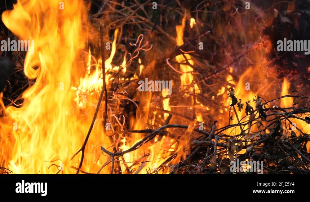 Forest damage fire Stock Videos & Footage - HD and 4K Video Clips - Alamy