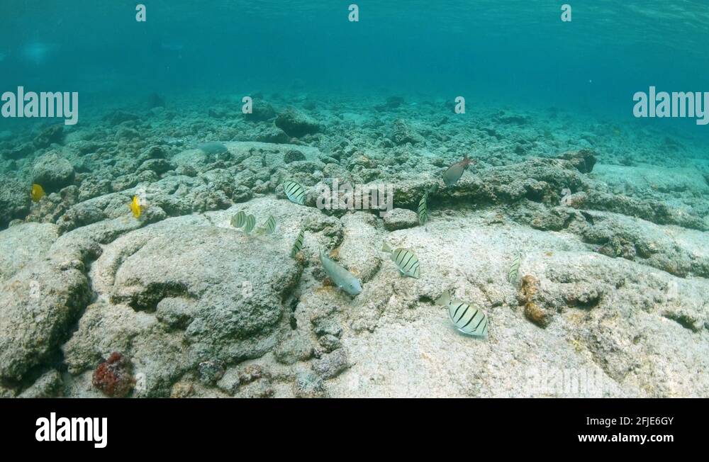 Zebra convict fish Stock Videos & Footage - HD and 4K Video Clips - Alamy