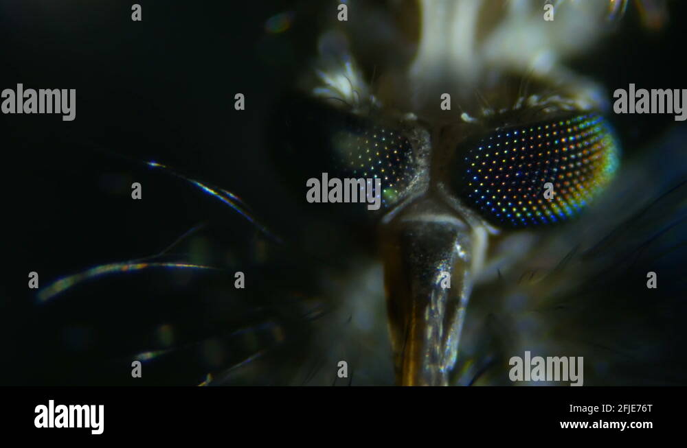 Mosquito under the microscope. Extreme close up and detailed study of ...