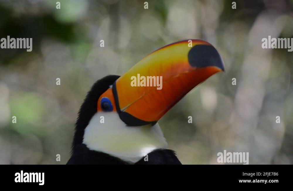 Toco toucan ramphastos head Stock Videos & Footage - HD and 4K Video ...