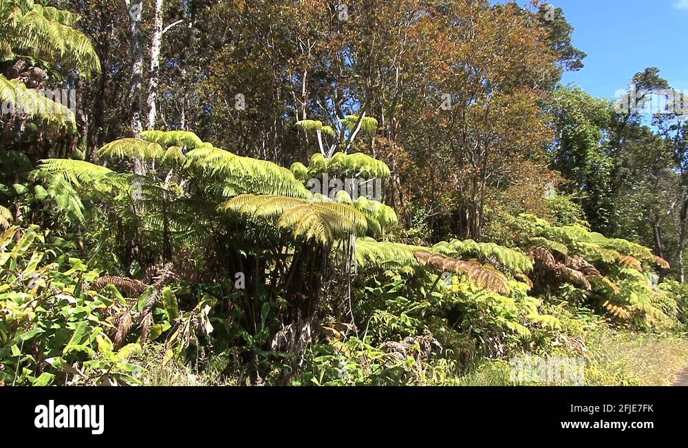 Roadside tree Stock Videos & Footage - HD and 4K Video Clips - Alamy