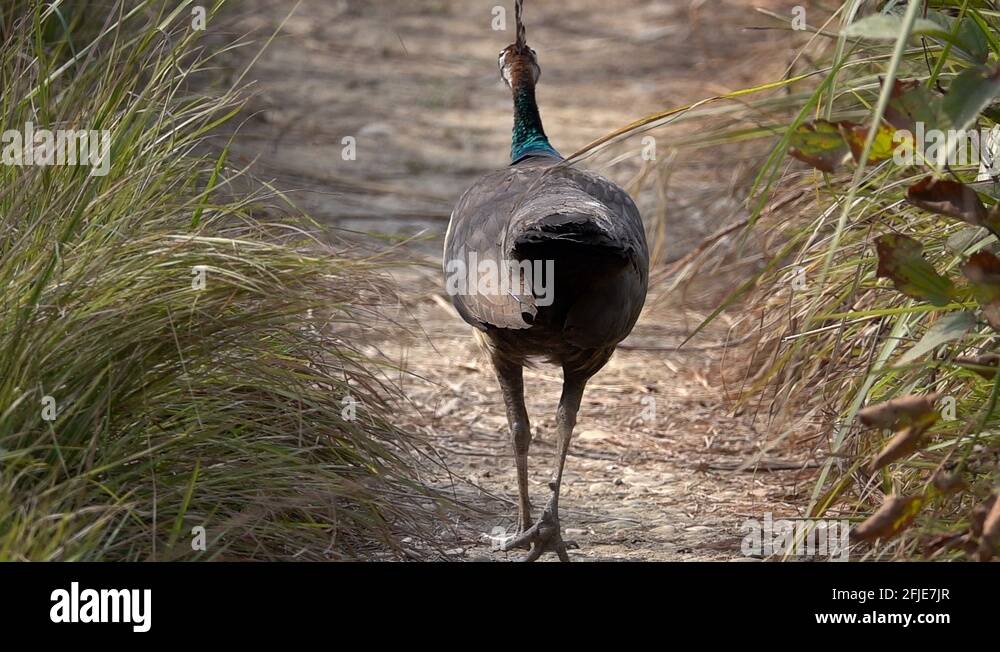 Chitwan national park bird Stock Videos & Footage - HD and 4K Video ...