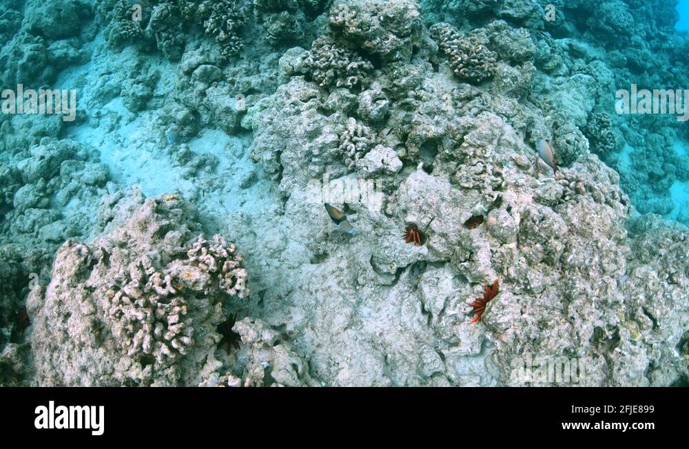 Reef triggerfish Stock Videos & Footage - HD and 4K Video Clips - Alamy