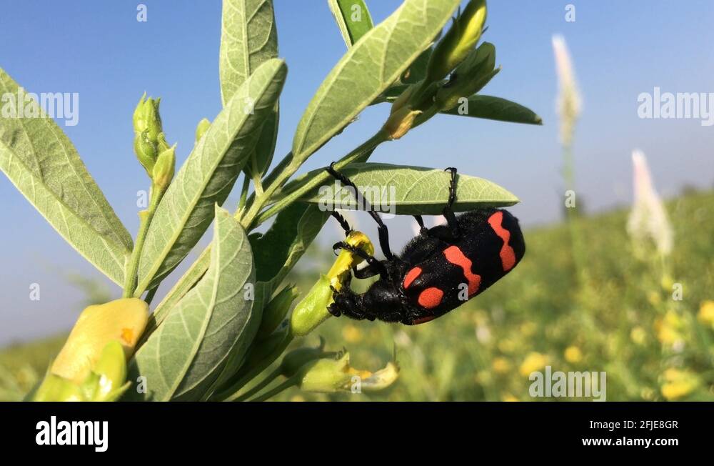 burying beetle pest eating Toor Dal or Pigeon Pea trees in the farm in ...