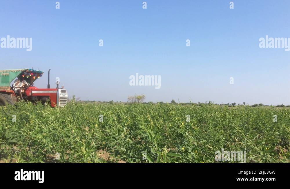 Toor Stock Videos & Footage - HD and 4K Video Clips - Alamy