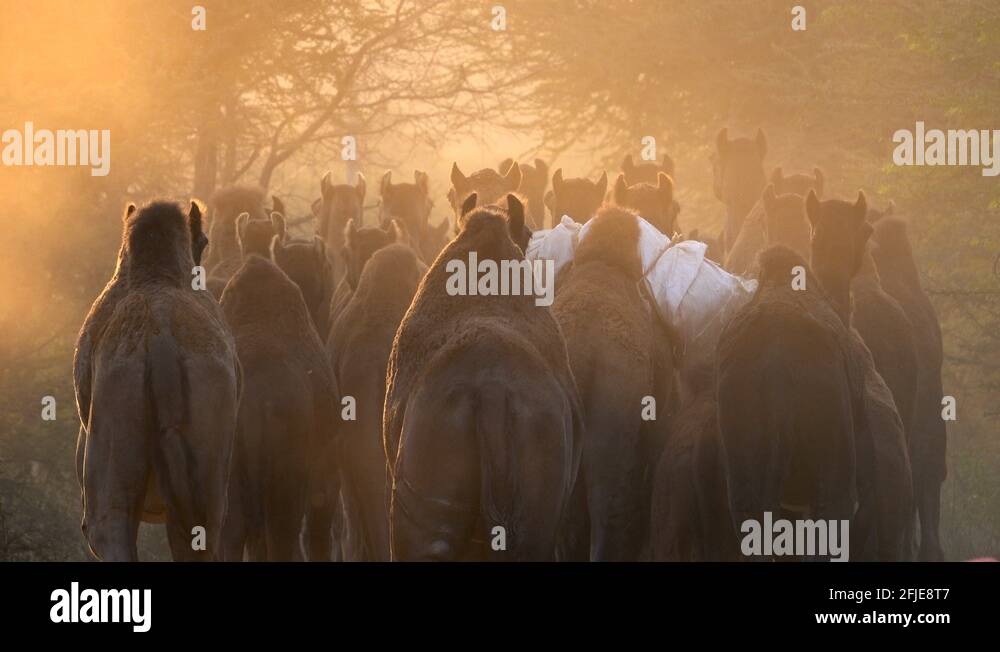 Dusty landscape india Stock Videos & Footage - HD and 4K Video Clips ...