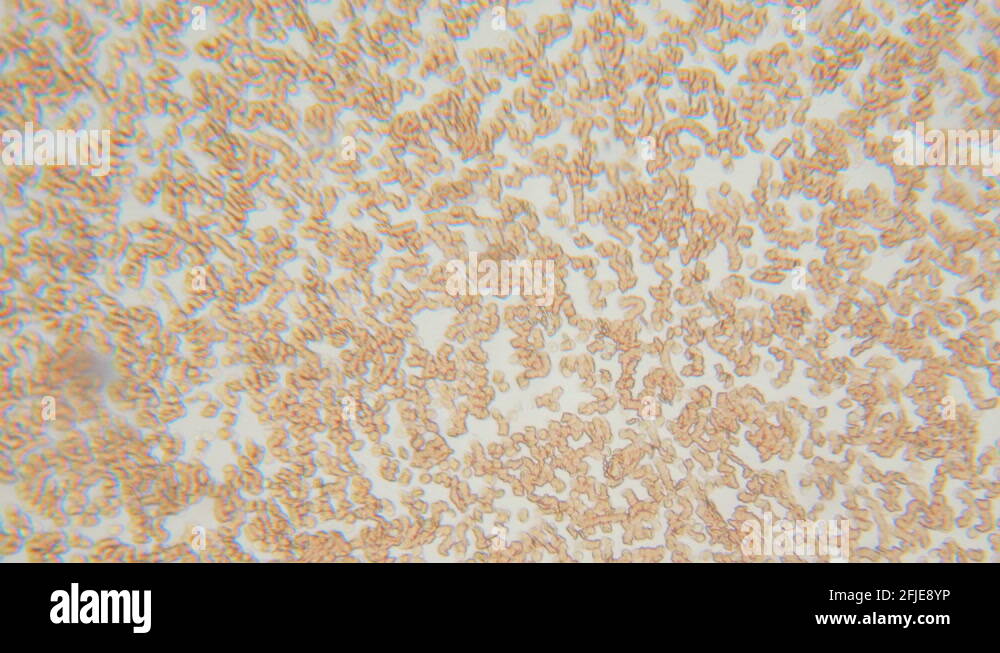 Bacterial background Stock Videos & Footage - HD and 4K Video Clips - Alamy