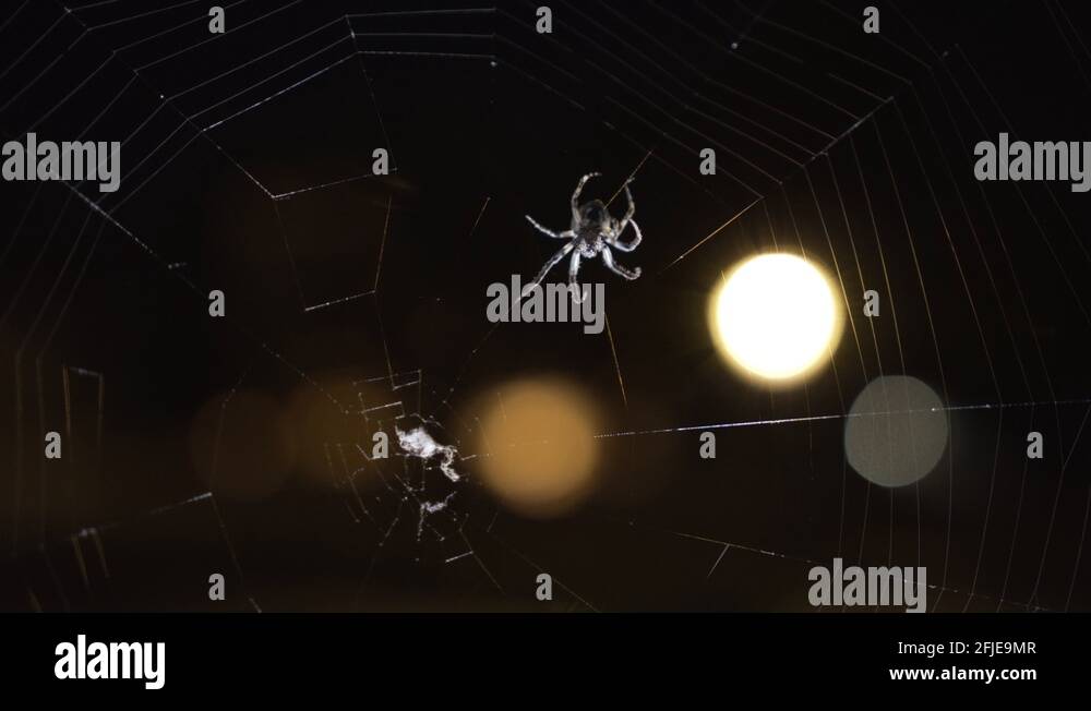 Spider arachnid spinneret arthropod Stock Videos & Footage - HD and 4K ...