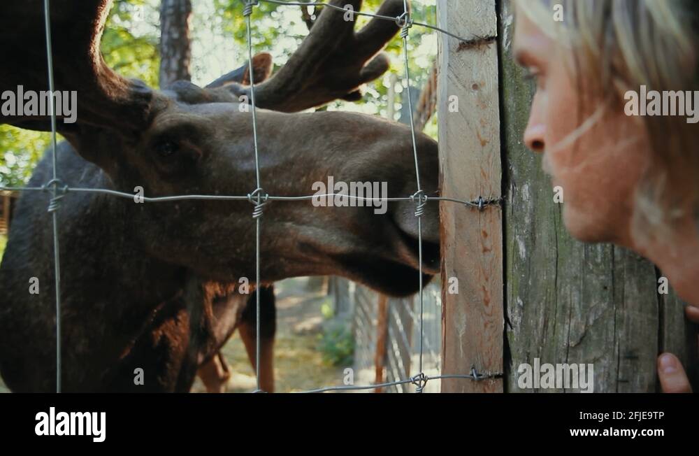 Moose and man face to face in a zoo habitat. Nordic wildlife in Summer ...