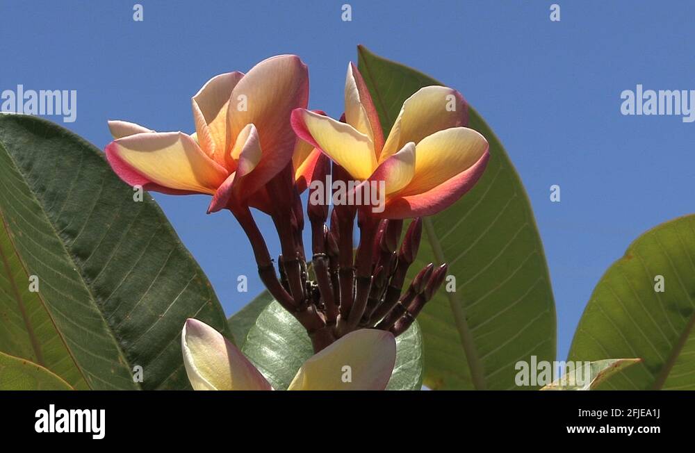 Frangipani hawaii Stock Videos & Footage - HD and 4K Video Clips - Alamy