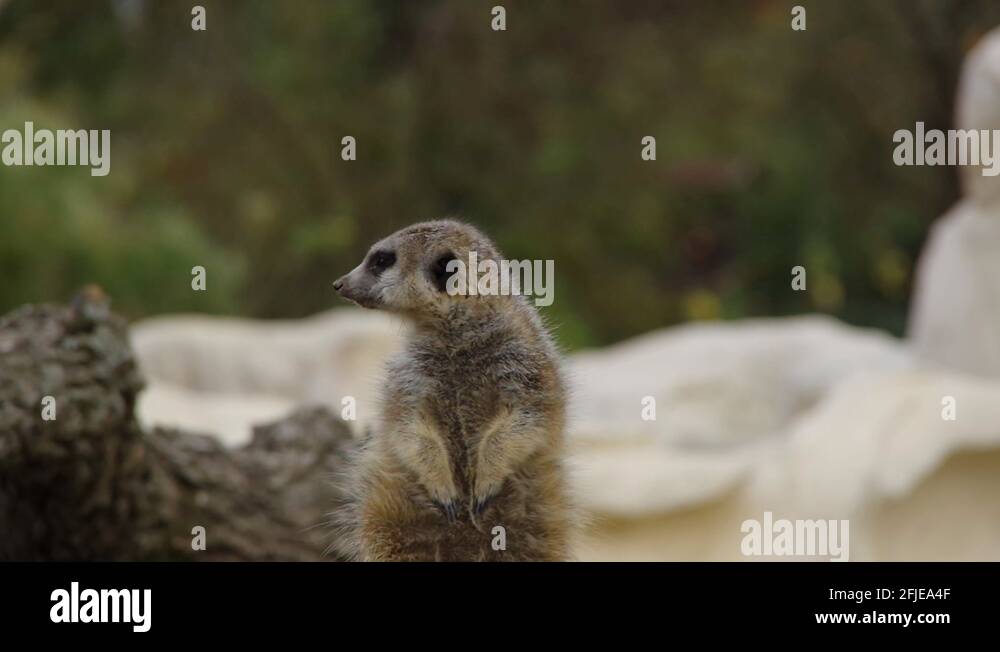 Back view of animal Meerkat (Suricata suricatta) stand sentry Stock ...