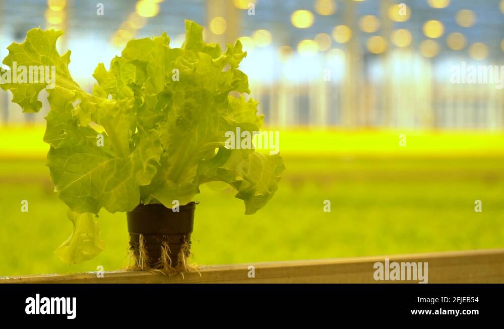 Lettuce plant potted Stock Videos & Footage - HD and 4K Video Clips - Alamy