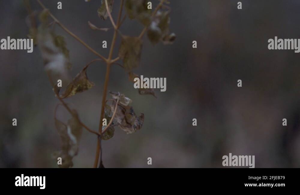 Crisp leaves Stock Videos & Footage - HD and 4K Video Clips - Alamy