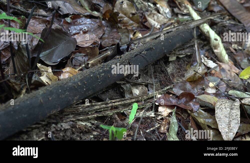 Dead tree in amazon rainforest Stock Videos & Footage - HD and 4K Video ...
