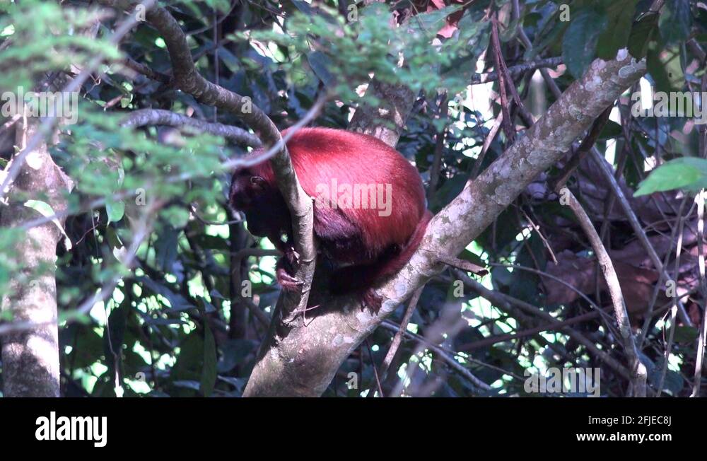 Red howler monkey peru Stock Videos & Footage - HD and 4K Video Clips ...
