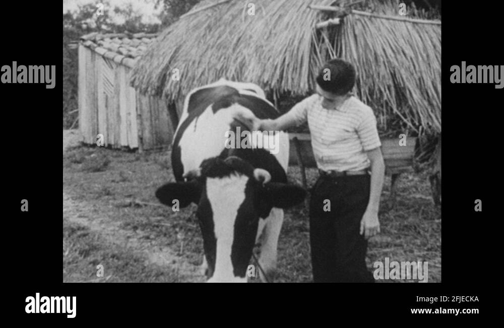 1950s: Boy brushes heifer cow. Boy and his father sign paper held by ...
