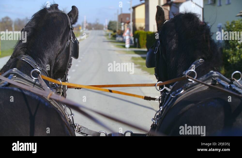 Two horses side by side running down the road in slow motion 4K Stock ...