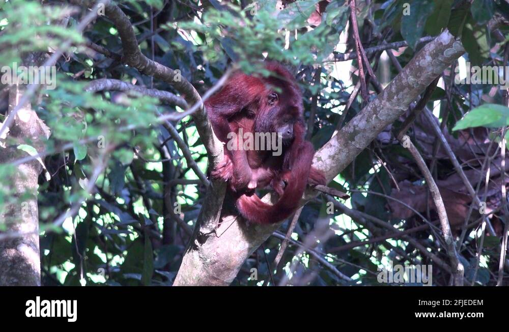Redhowlermonkey Stock Videos & Footage - HD and 4K Video Clips - Alamy