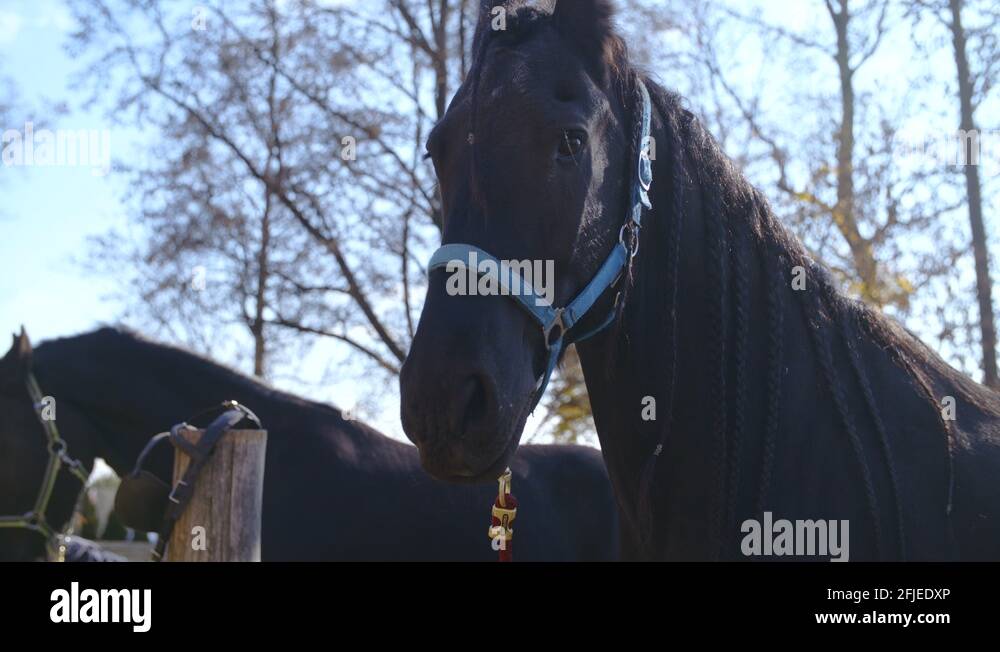 Friesian horse young stallion Stock Videos & Footage - HD and 4K Video ...