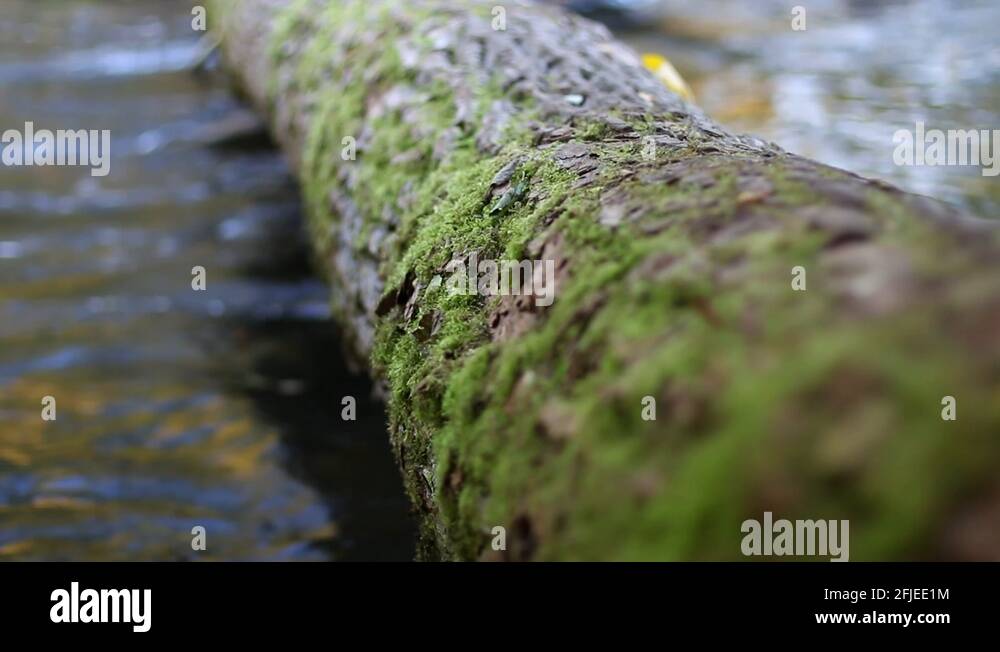 Fallen Tree Log and Water Flowing In a River Stock Video Footage - Alamy