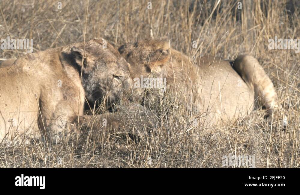 Wild hog in serengeti Stock Videos & Footage - HD and 4K Video Clips ...