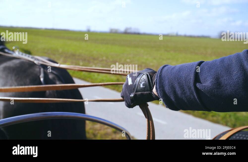 Double horse carriage Stock Videos & Footage - HD and 4K Video Clips ...