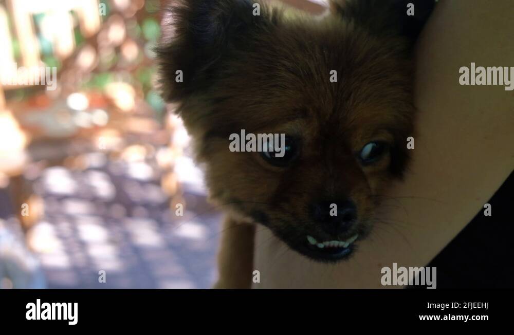 Blinking dog Stock Videos & Footage - HD and 4K Video Clips - Alamy