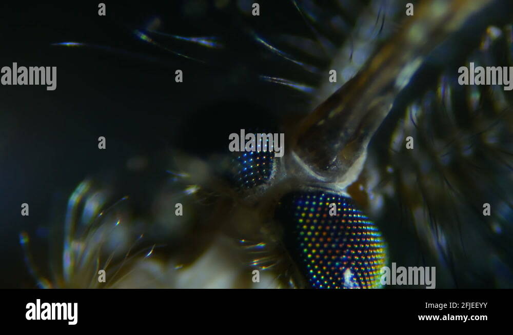Mosquito under the microscope. Extreme close up and detailed study of ...