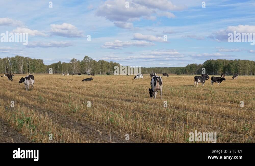 Dairy farm background cows grazing on the field Stock Video Footage - Alamy