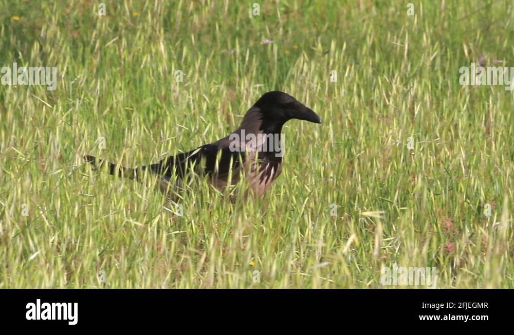 Crow in grass Stock Videos & Footage - HD and 4K Video Clips - Alamy