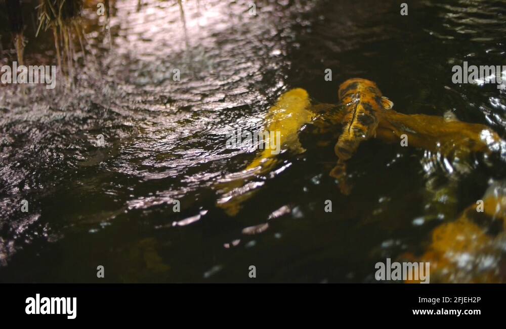 Carp under a waterfall Stock Videos & Footage - HD and 4K Video Clips ...