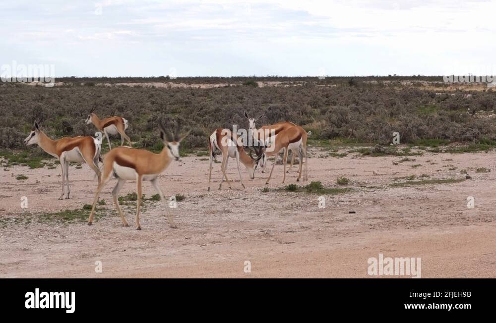 Springboks park Stock Videos & Footage - HD and 4K Video Clips - Alamy