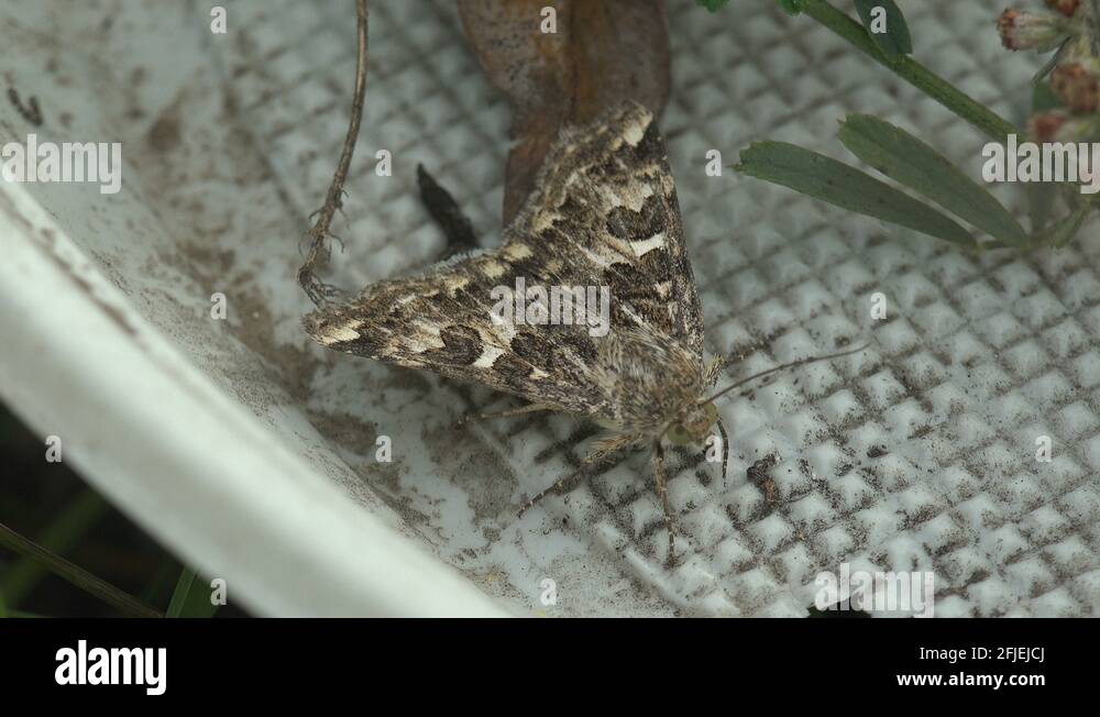 Moths insects Stock Videos & Footage - HD and 4K Video Clips - Alamy