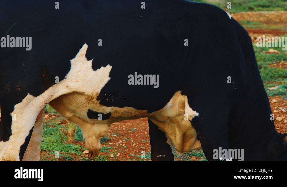 Cow muscle Stock Videos & Footage - HD and 4K Video Clips - Alamy