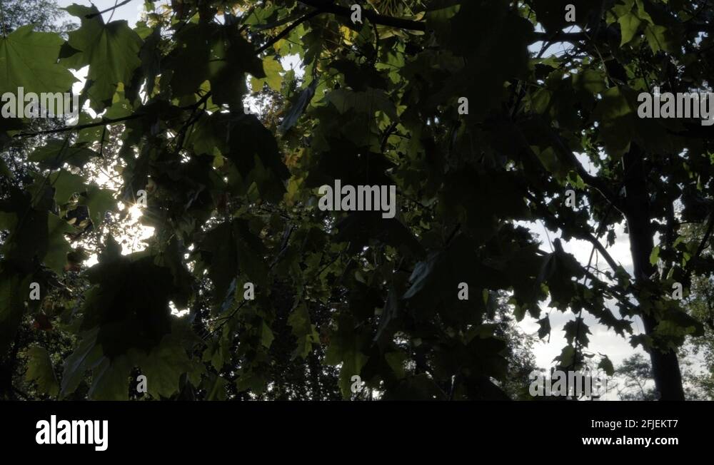 Lens flares through maple tree. its in Magdeburg Herrenkrug Park Stock ...