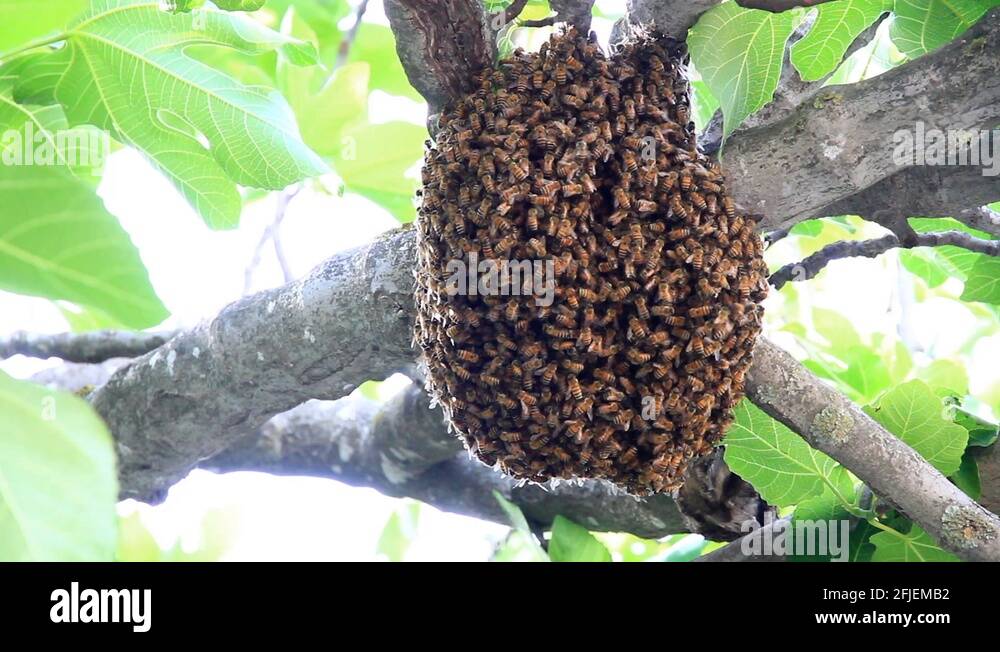 Beehive on branch Stock Videos & Footage - HD and 4K Video Clips - Alamy